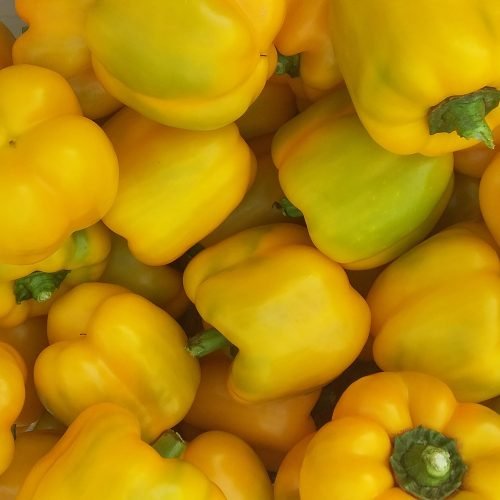Capsicum - Yellow (500 g) - GroAxo