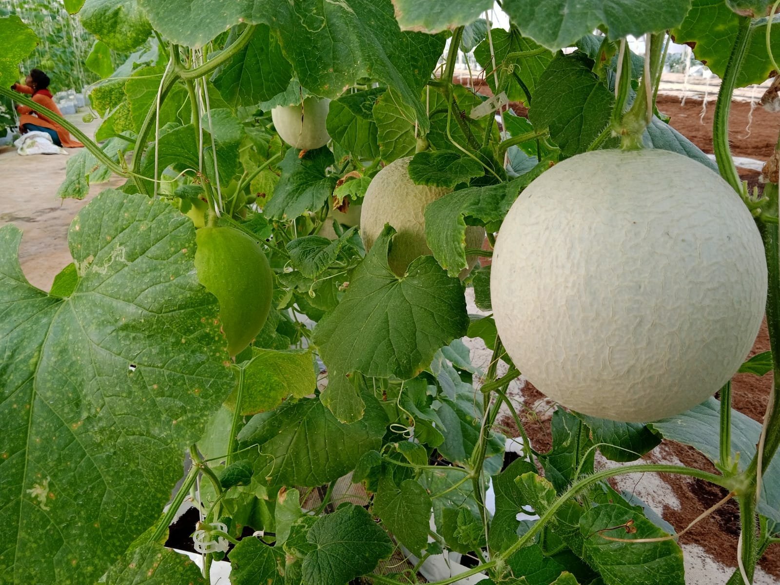 Musk Melon – Big (1.2 kg) – GroAxo