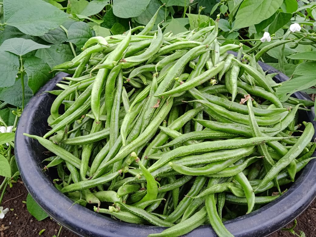 Flat / broad beans (Per 500 g) – GroAxo