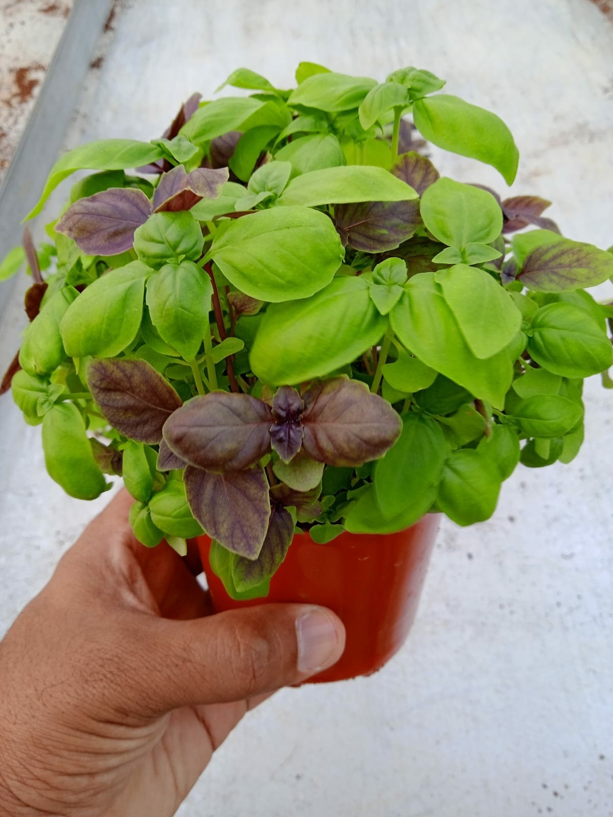 Potted plant – Italian Basil – GroAxo