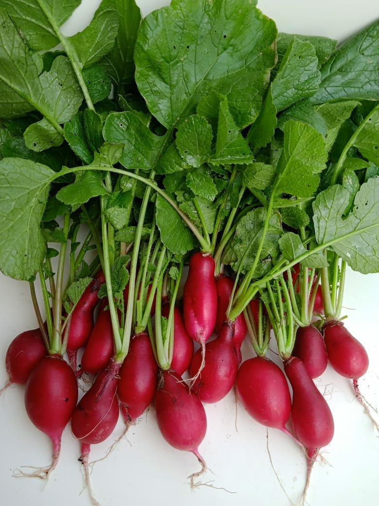 Baby Red radish (Per 250 g) – GroAxo