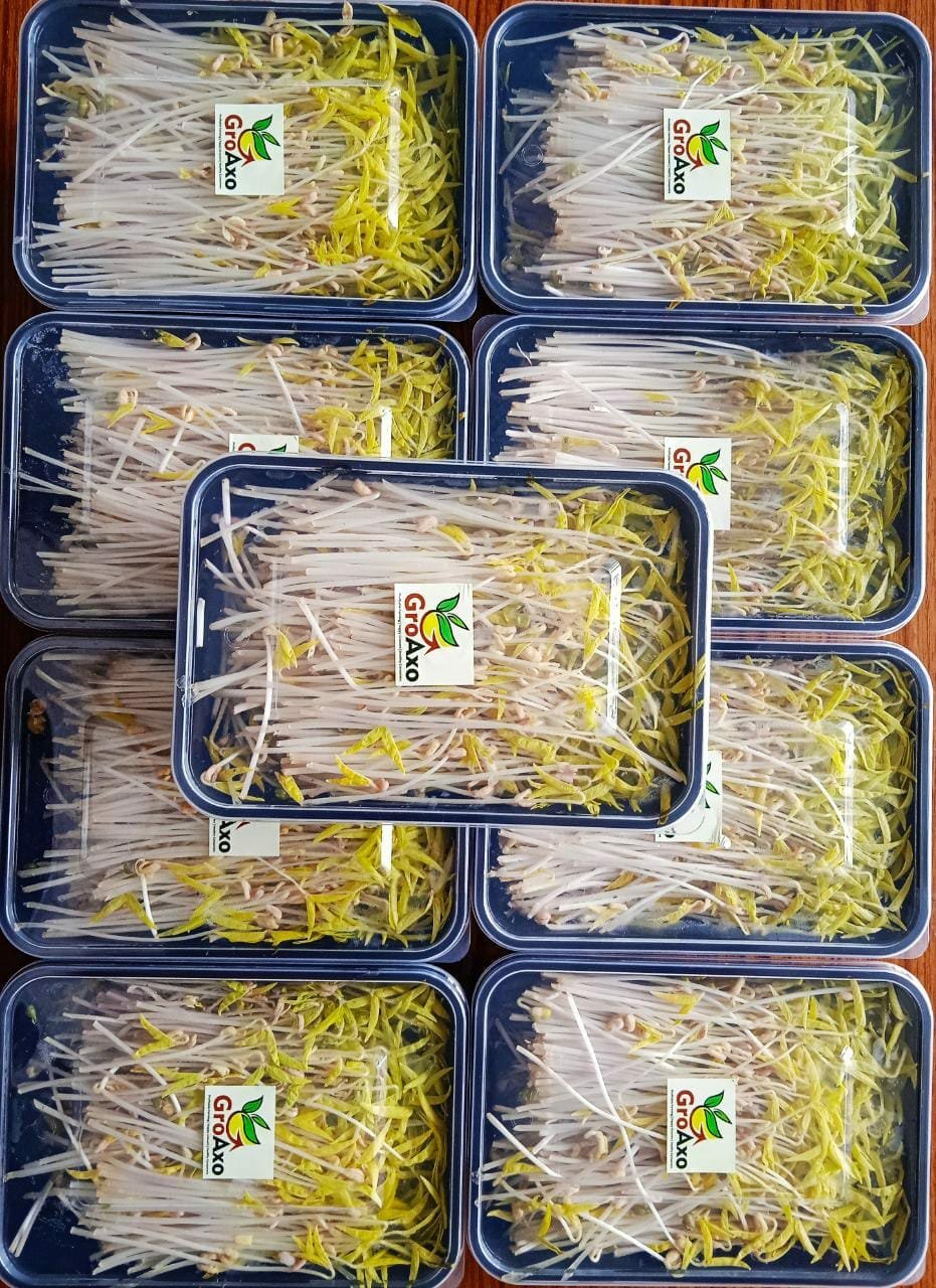 Bean Sprouts (Per 200 g box) – GroAxo