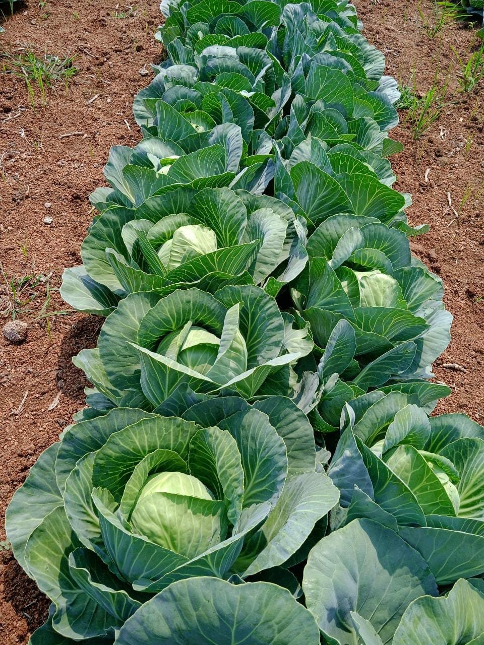 Green Cabbage fresh (Per Pc) - GroAxo