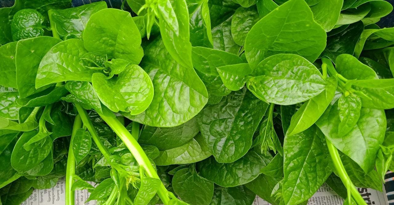 Organic Leafy Malabar Spinach (250 g) /Bacchali Kura - GroAxo